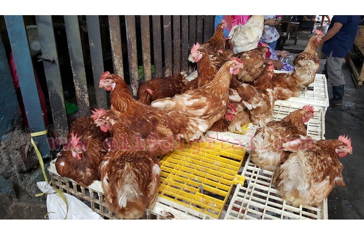 Donde Venden Gallinas Vivas Cerca De Mi