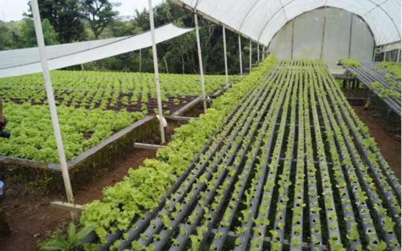 Gobierno visita Finca El Tempisque que trabaja en producción de lechuga hidropónica
