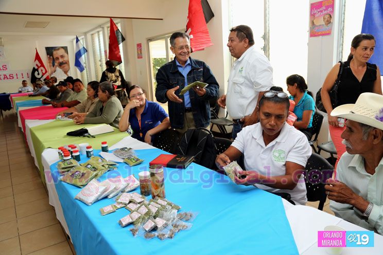 Productores de Marango destacan mayor consumo de esta milagrosa planta