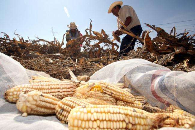 La FAO espera buenas cosechas en Latinoamérica pese a 'El Niño'