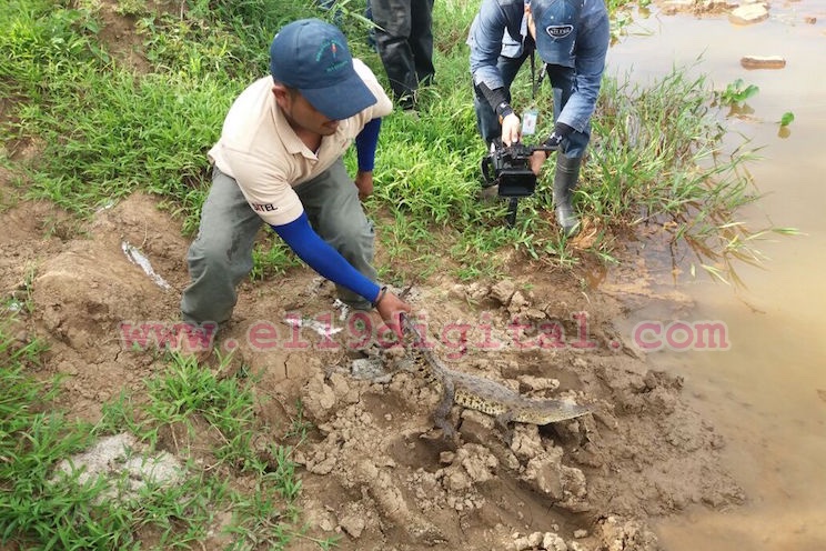 MARENA libera animales en Cárdenas