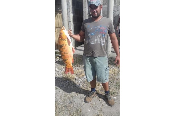 Inédito hallazgo de Pez Carpa en el Lago Cocibolca