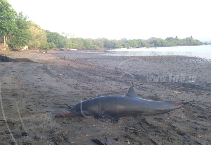 Aparece delfín muerto en costas de Padre Ramos