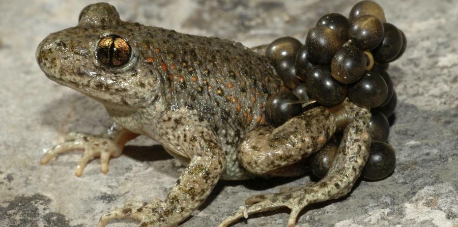 Una sustancia en la piel de sapo puede combatir la gripe