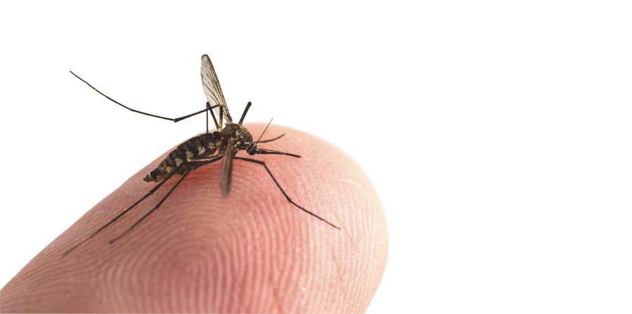 Aumentan casos de zika, chikungunya y dengue en Costa Rica