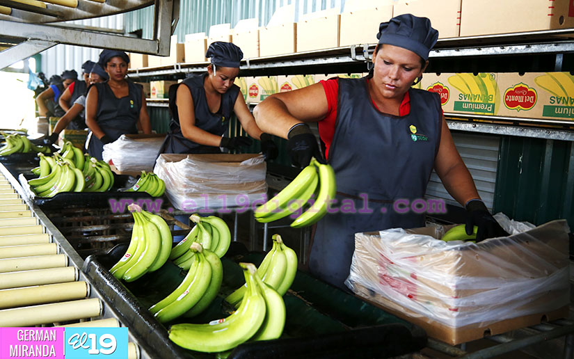 Producción bananera se posiciona en León