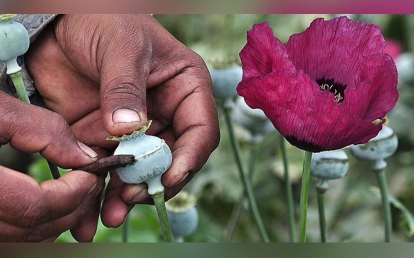 Aumenta producción de opio y heroína en el mundo: ONU