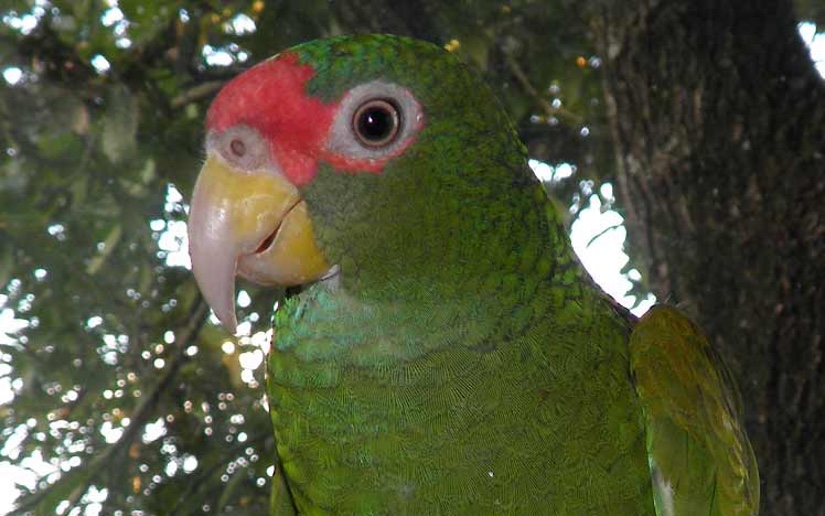 Descubren nueva especie de papagayo en Yucatán