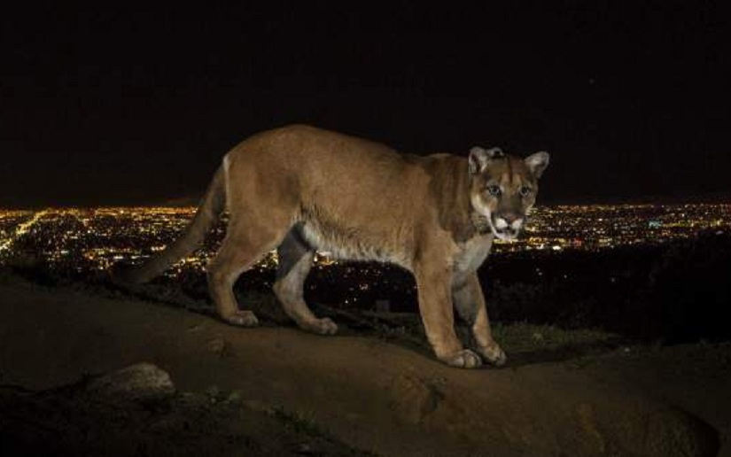 Declaran oficialmente extinto al puma oriental norteamericano