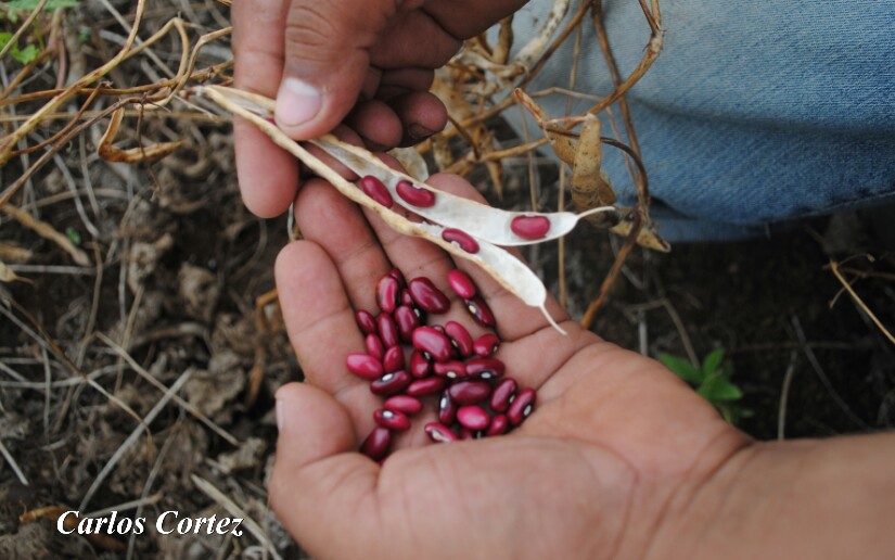 Presentan a productores nueva variedad de frijol rojo claro