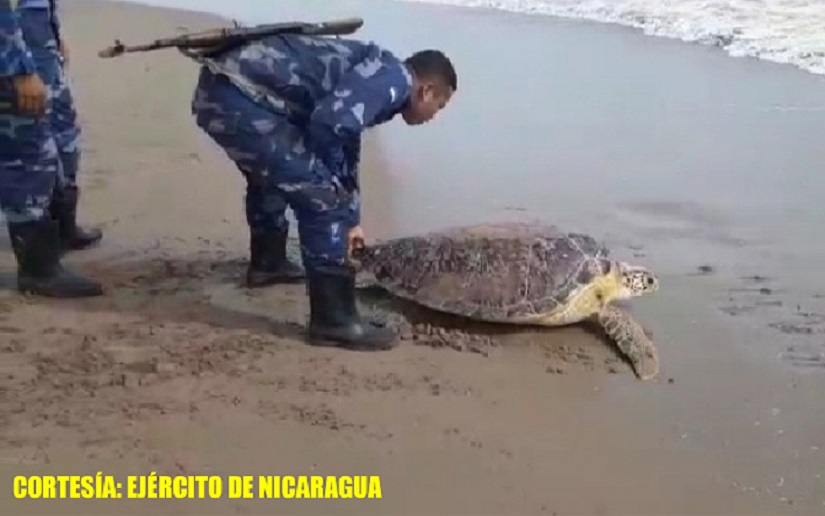 Fuerza Naval libera otra tortuga marina en la Costa Caribe