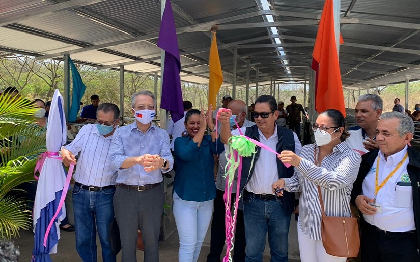 INTA presenta metas programa de inseminación artificial porcino