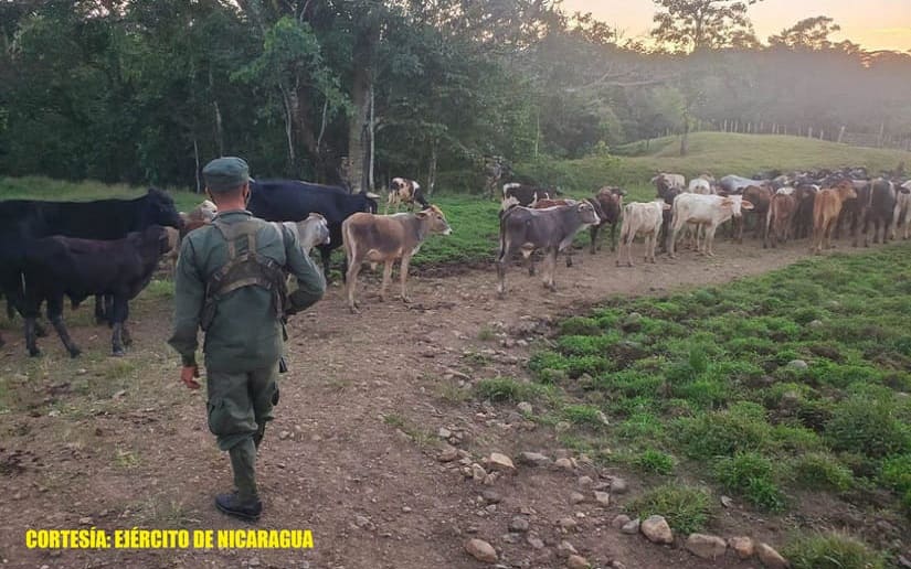 Ejército de Nicaragua recuperó 107 semovientes en el Caribe Sur