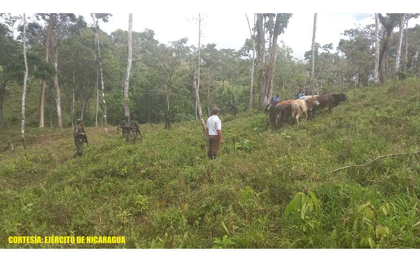 Recuperación de semovientes