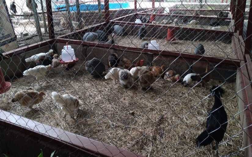 Mefcca inaugura granja integral en el Parque Nacional de Feria en Managua