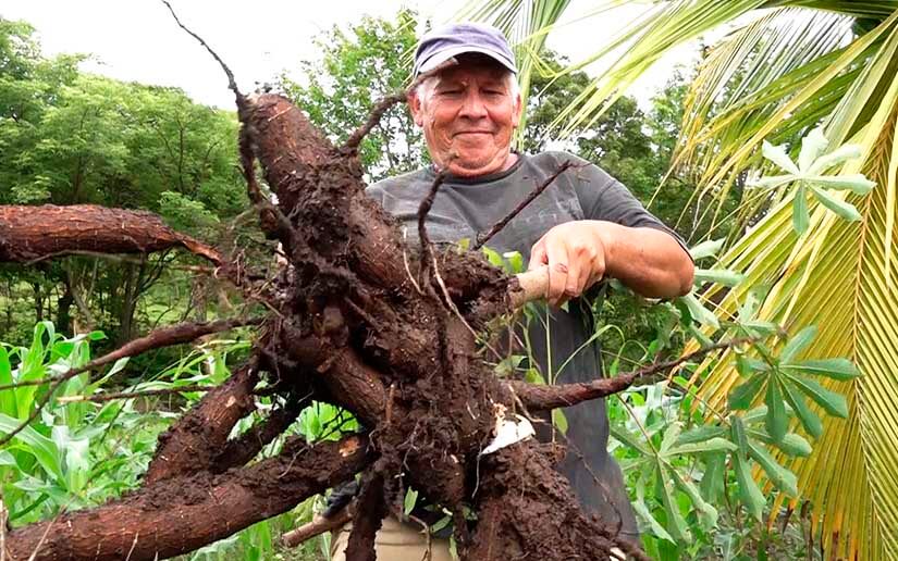 Productores de Rivas optimistas con el desarrollo de los cultivos y el ...
