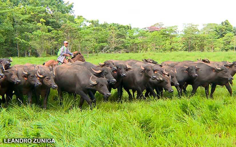 Nicaragua apuesta en la crianza de búfalo morra y mediterráneo