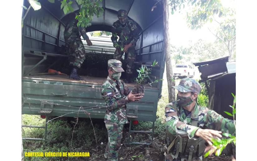 Ejército de Nicaragua realiza cargue, traslado y descargue de plantas ...