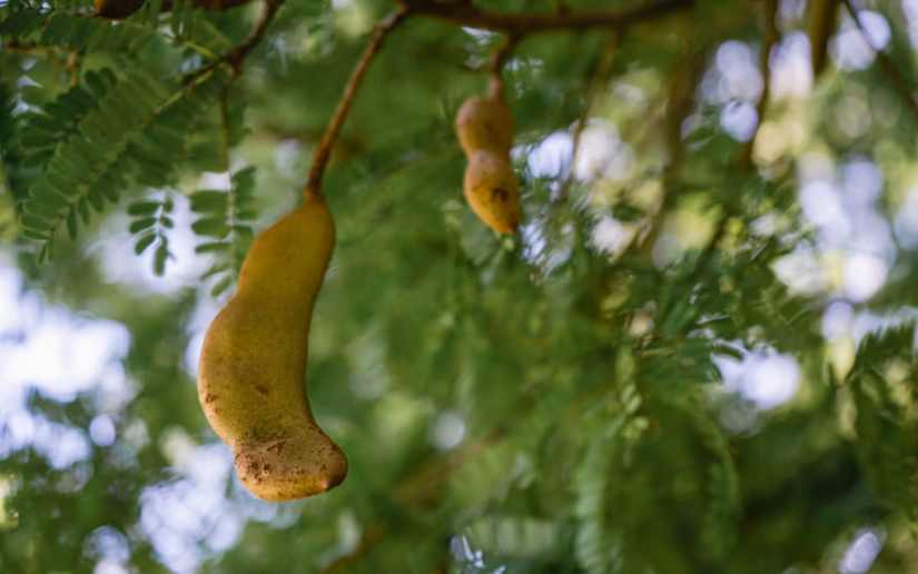 El Tamarindo, cultivo tradicional de Masaya de gran demanda en ...