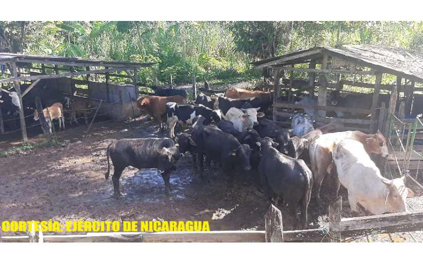 Ejército de Nicaragua realizó ocupación de semovientes en el Caribe Sur