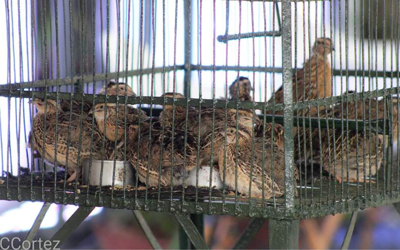 Mefcca promueve la crianza y comercialización de codornices