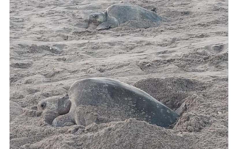 Tortugas marinas arriban a playa La Flor en Rivas