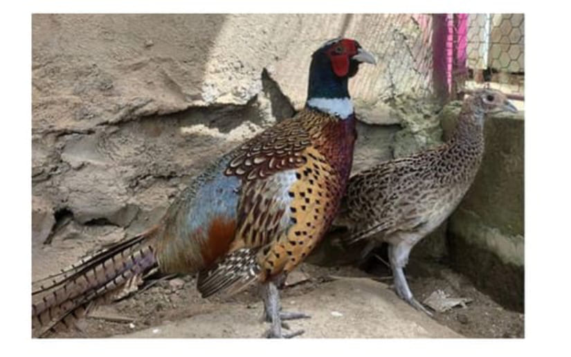 Gobierno de Nicaragua realiza visita de "El criadero San Pedrano"