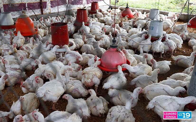 Granja Bowe cuenta con nueva galera para el engorde de pollo en Nindirí