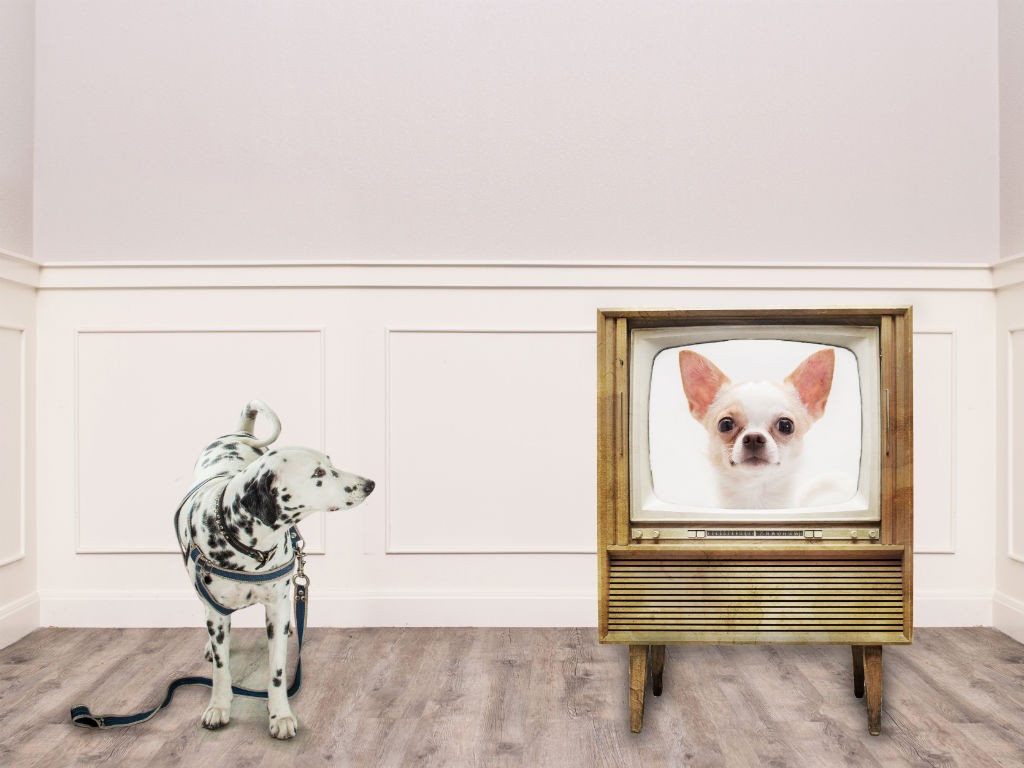 Discovery invierte en DogTV, el canal de televisión para perros