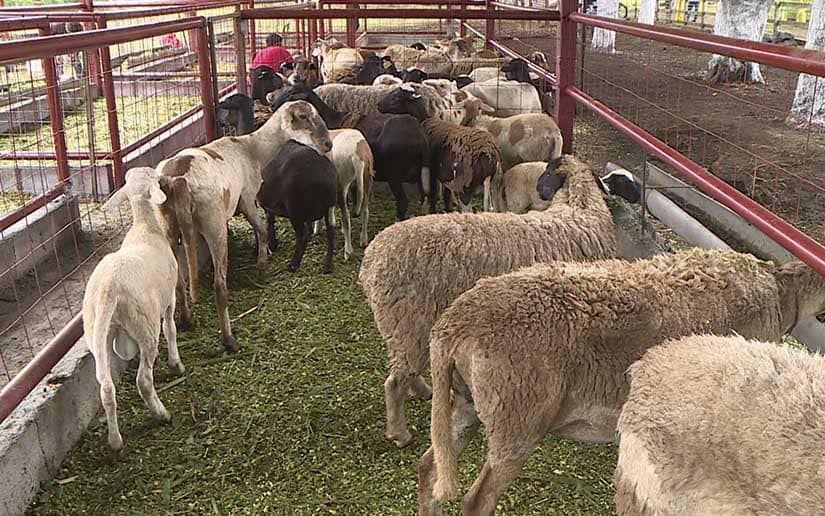 INTA inaugura granja experimental de mejoramiento de ganado ovino y caprino