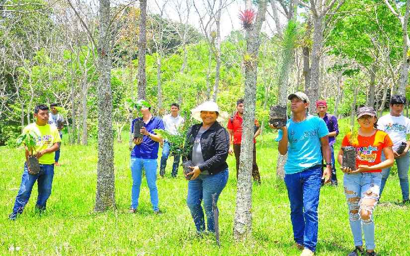 Avances de la Campaña Nacional de Reforestación “Verde, que te Quiero ...