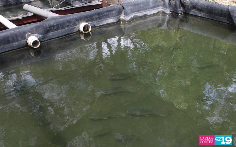 INTA presenta tecnologías y prácticas para la producción de peces en ...