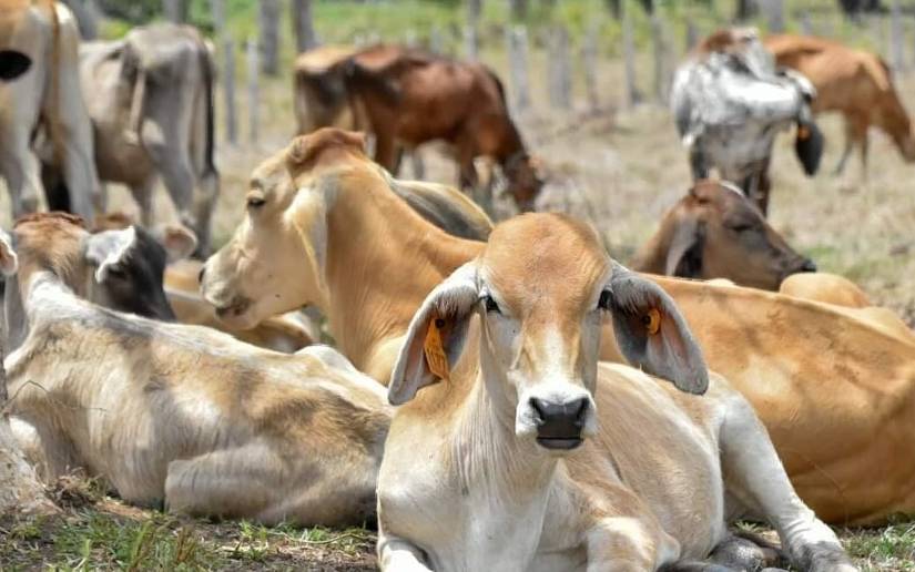 Organización Mundial de Sanidad Animal ratifica estatus sanitarios de ...