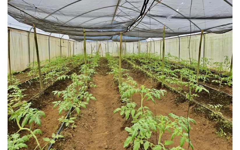 INTA presenta nueva variedad de tomate más resistente y con mayor ciclo ...