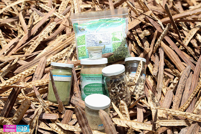 Promueven investigación y siembra del marango