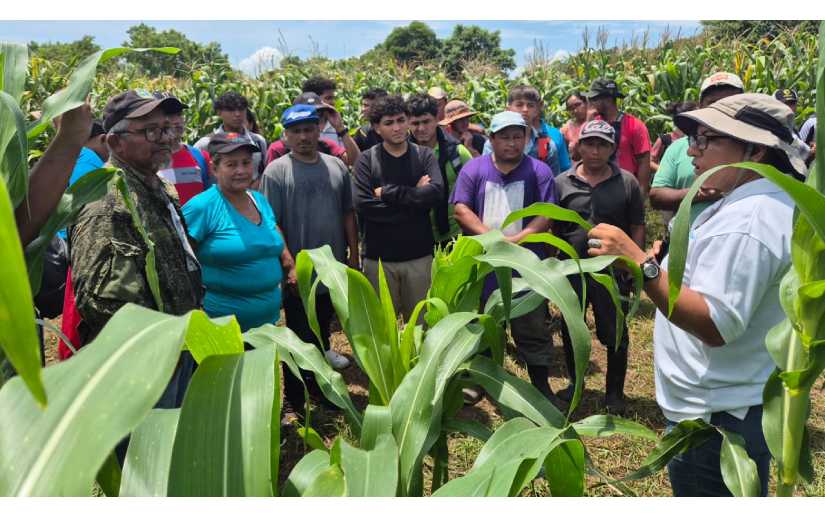 Presentan nuevos métodos de siembra de maíz para incrementar los ...