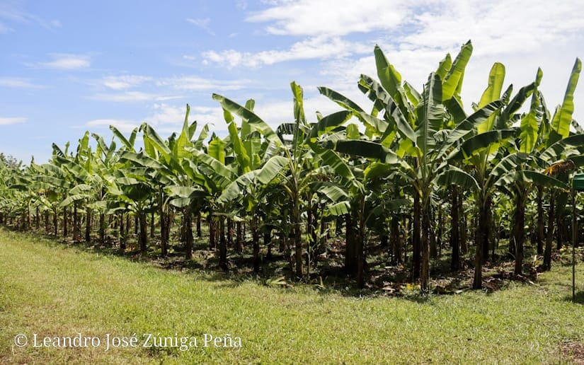 Inta capacita a productores sobre el manejo nutricional y protección ...
