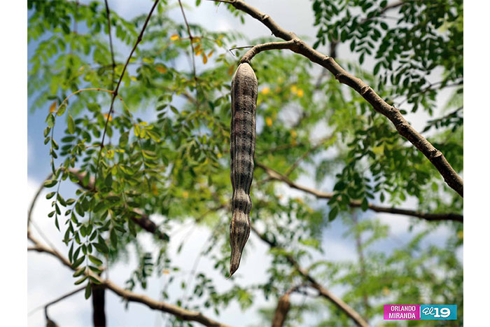 Anuncian Primer Encuentro Nacional del Marango