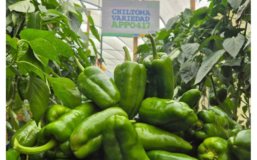 Nueva variedad de chiltoma con mayor rendimiento y tolerancia a plagas