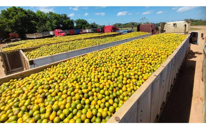 Más de 51 mil toneladas de naranjas son exportadas a países de ...