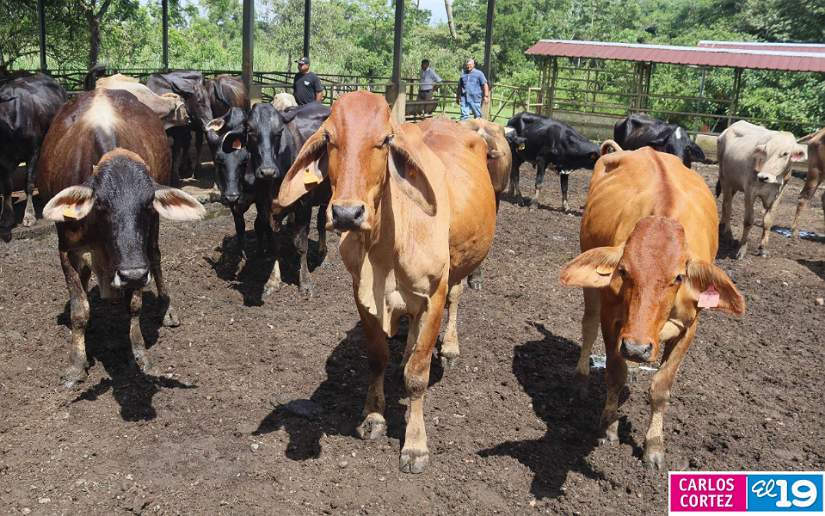 Centro de Selección y Reproducción Animal en El Rama insemina y ...