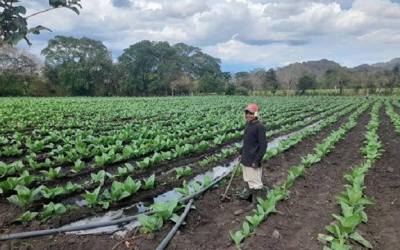Avanza siembra de tabaco en Nicaragua para el Ciclo Productivo 2024-2025