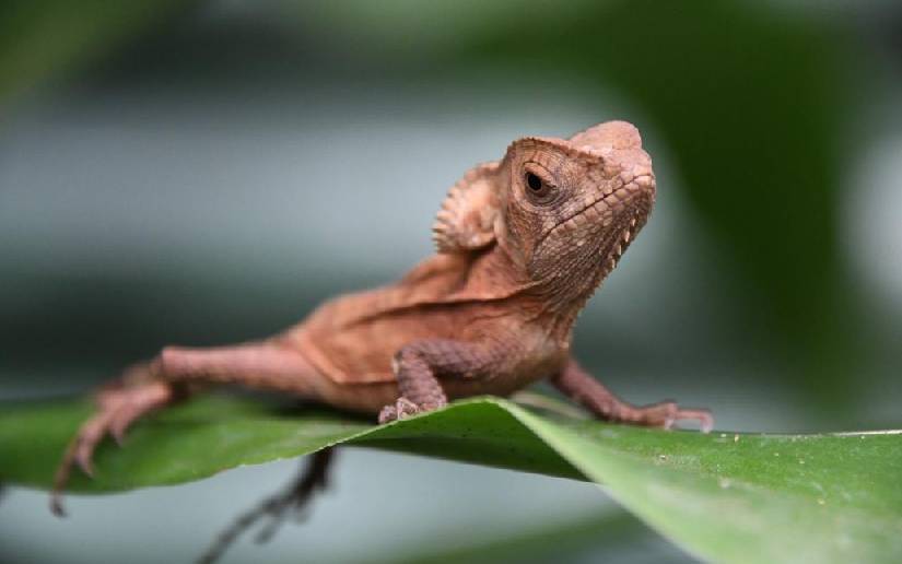 Desarrollan prácticas sostenibles en reproducción de fauna silvestre en ...