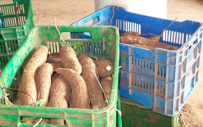 Buen avance en el cultivo de yuca durante el ciclo productivo 2024/2025