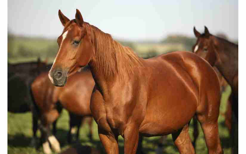 Editorial de Detalles del Momento: "La Teoría del Caballo Muerto"