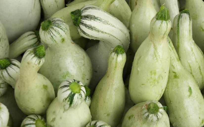 Producción de pipián alcanza más de 135 mil unidades entre enero y ...