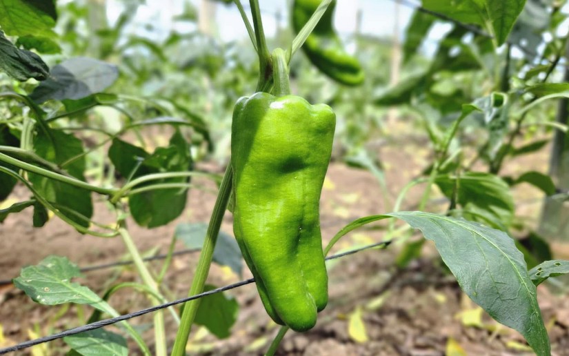 INTA presenta técnica para mejorar germinación de semilla de chiltoma ...
