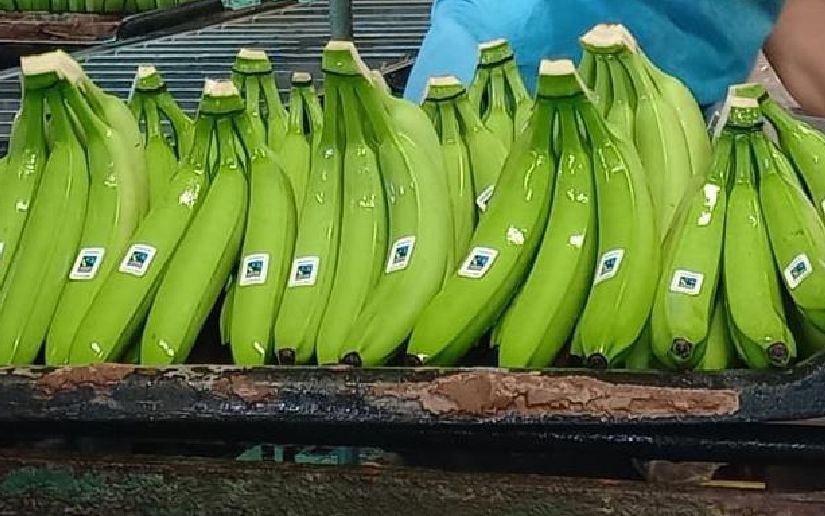 Ministerio Agropecuario reporta producción de banano de 1.5 millones de ...