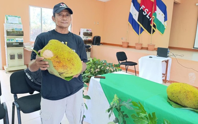 INTA promueve transformación y valor agregado de la fruta de Jaca en ...