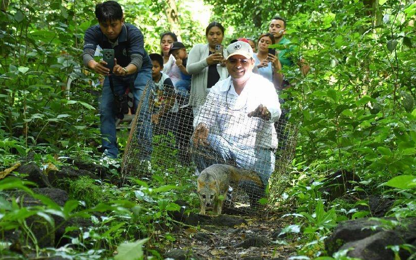 Centro Nacional de Rescate garantiza conservación y protección de la ...